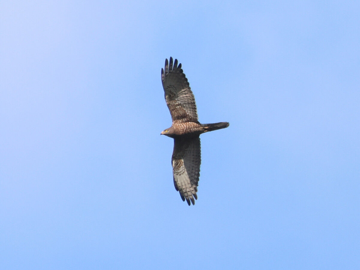 Vol.24 サシバ Grey-faced Buzzard（Butastur indicus） | 日本オオタカネットワーク
