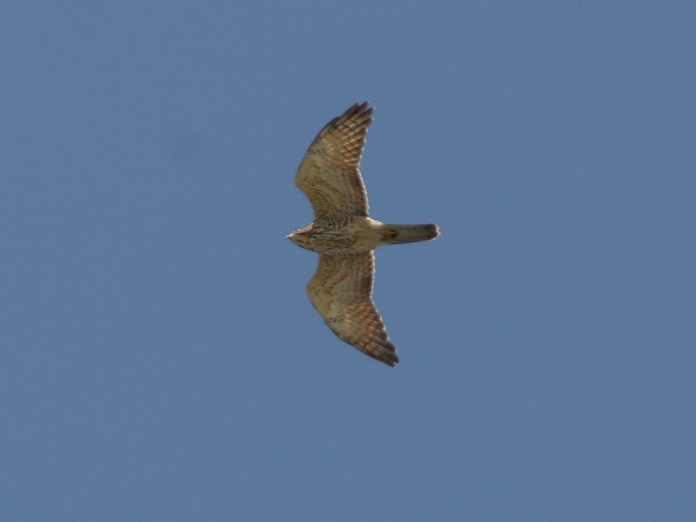 Vol.24 サシバ Grey-faced Buzzard（Butastur indicus） | 日本オオタカネットワーク