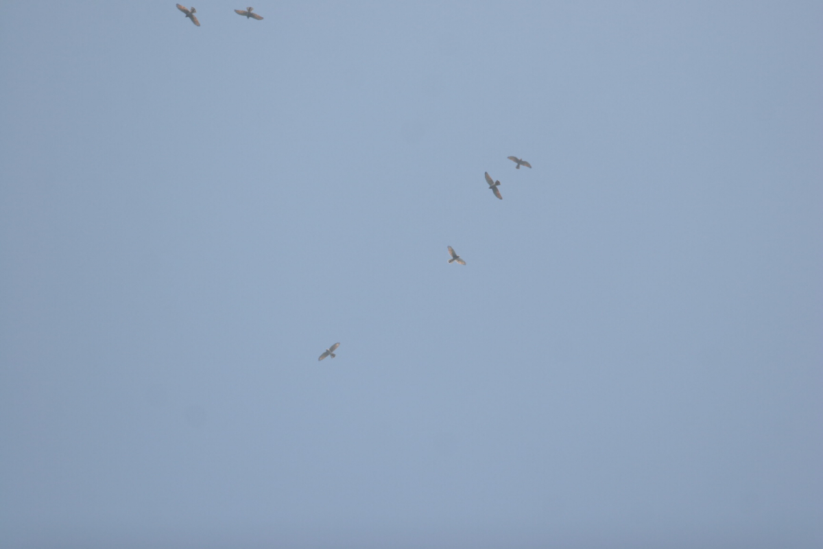 Vol.24 サシバ Grey-faced Buzzard（Butastur indicus） | 日本オオタカネットワーク